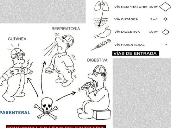 Las Principales Vías De Entrada De Agentes Químicos En El Organismo